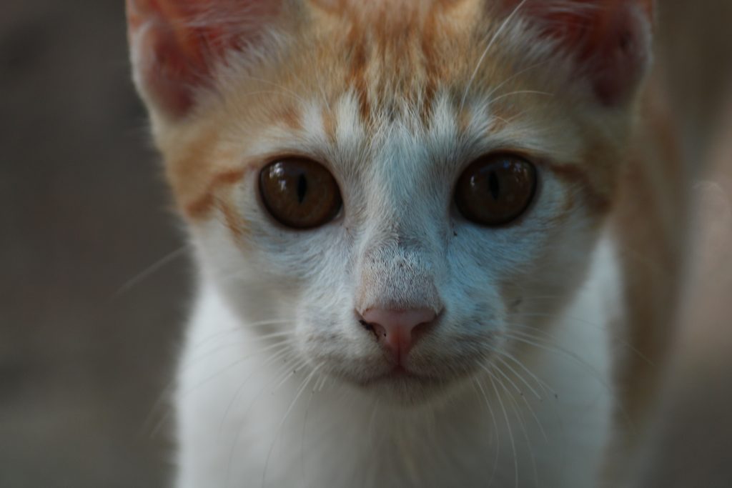 A cute cat staring - PixaHive