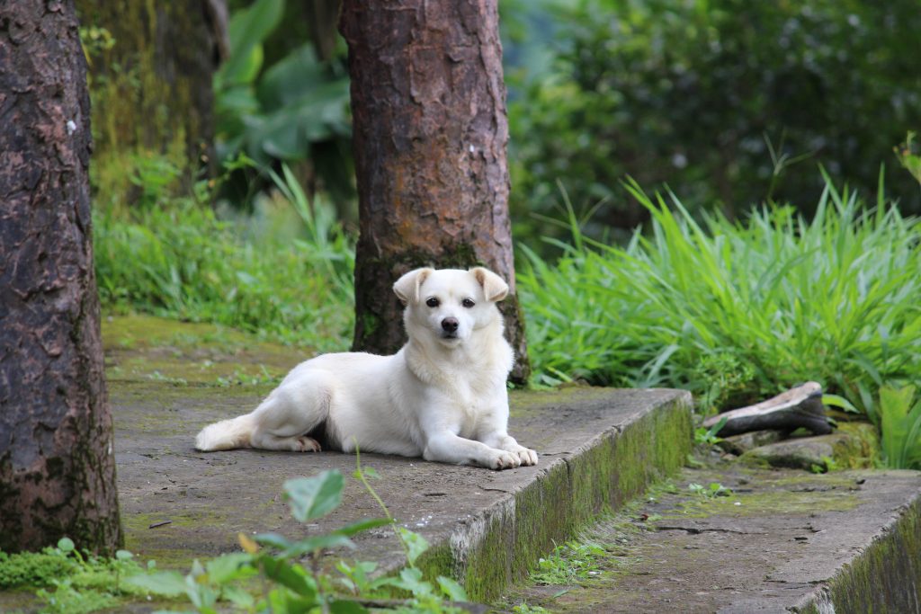 A cute guard dog - PixaHive