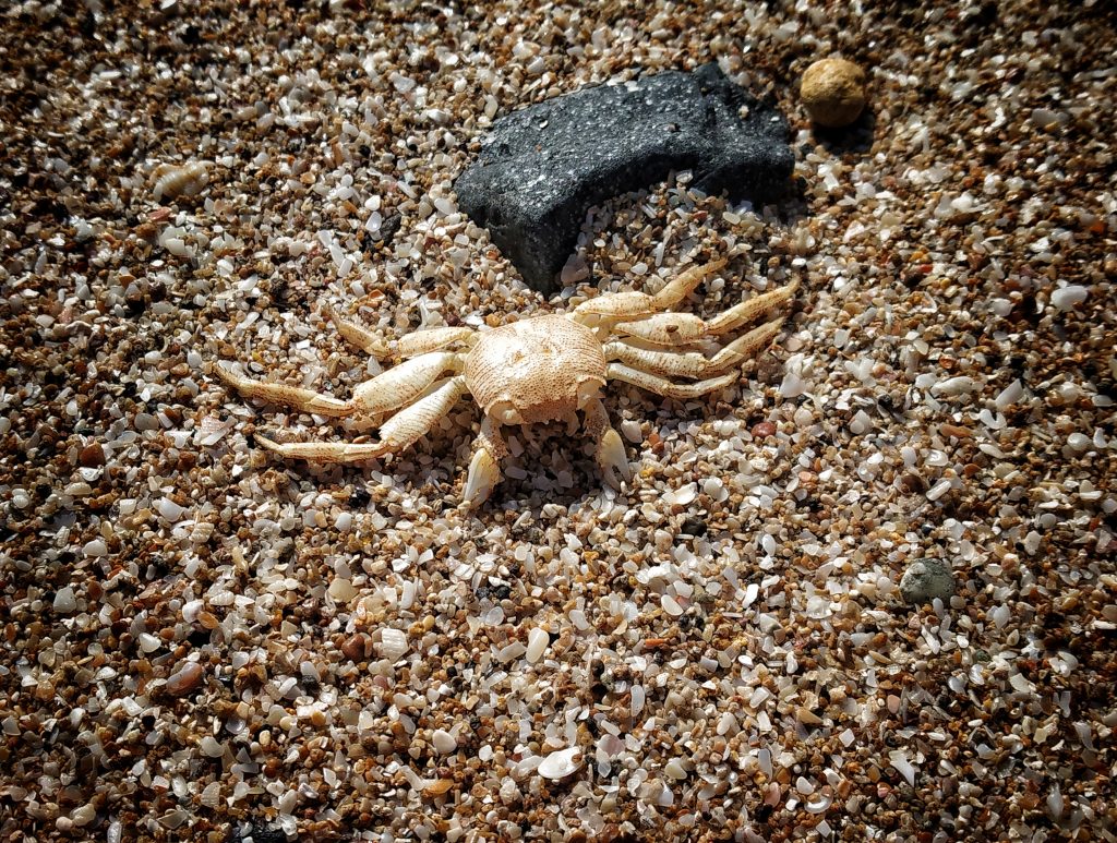 A dead crab at sea shore. - PixaHive