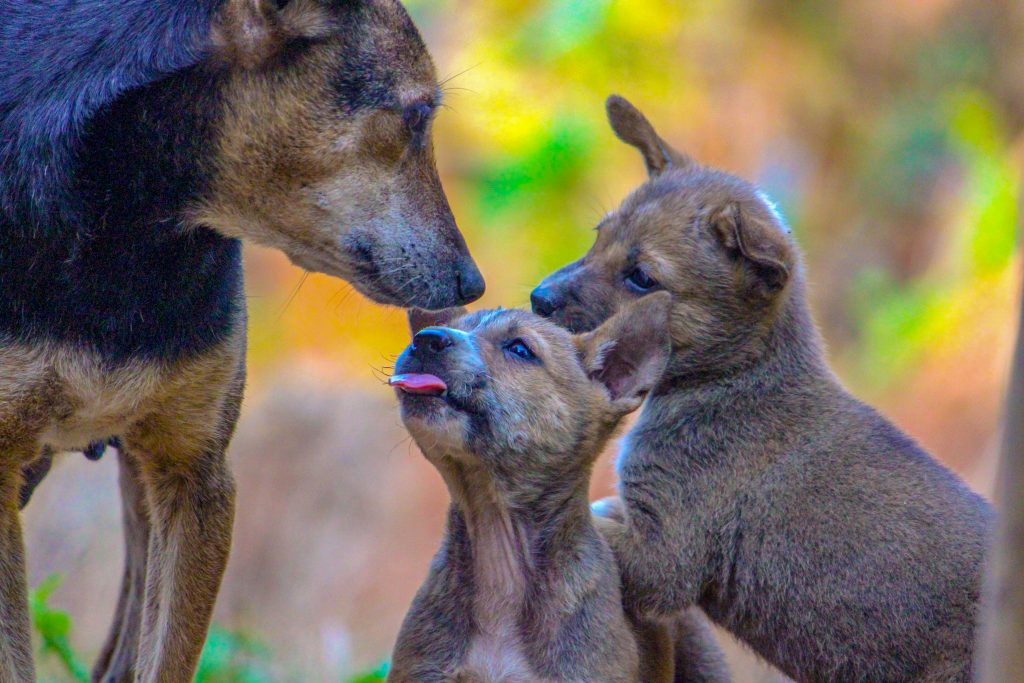 A female dog with her puppies - PixaHive