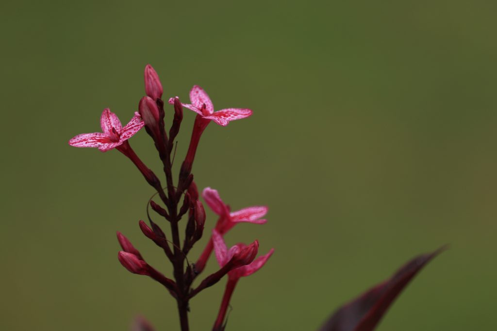 A flowering plant - PixaHive