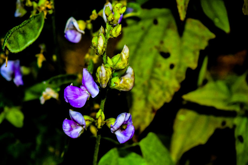 A flowering plant - PixaHive