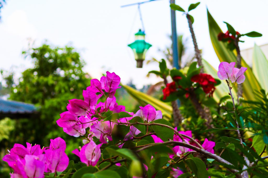 A flowering plant - PixaHive