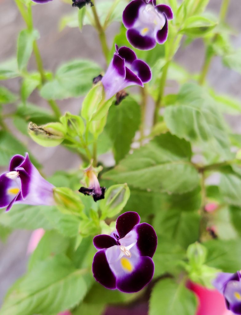 A flowering plant - PixaHive