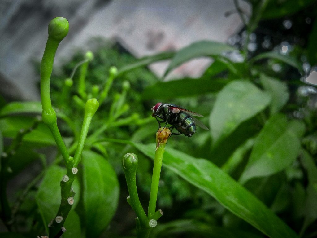 A fly on a plant bud - PixaHive