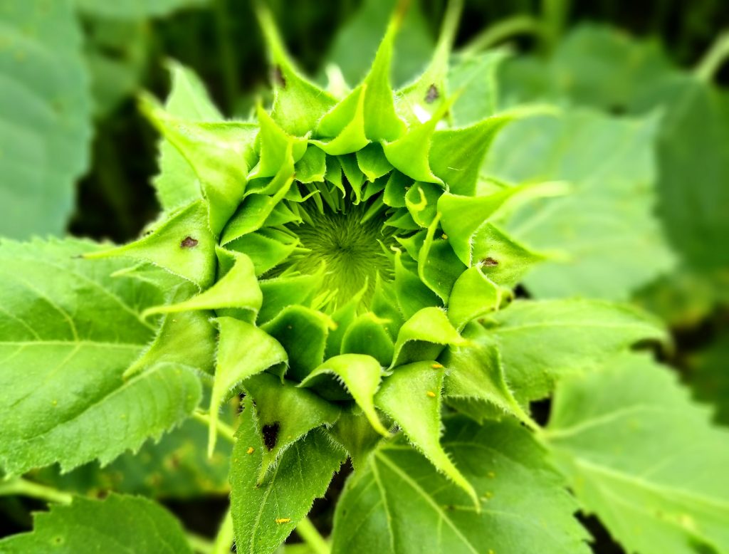 A green sunflower - PixaHive