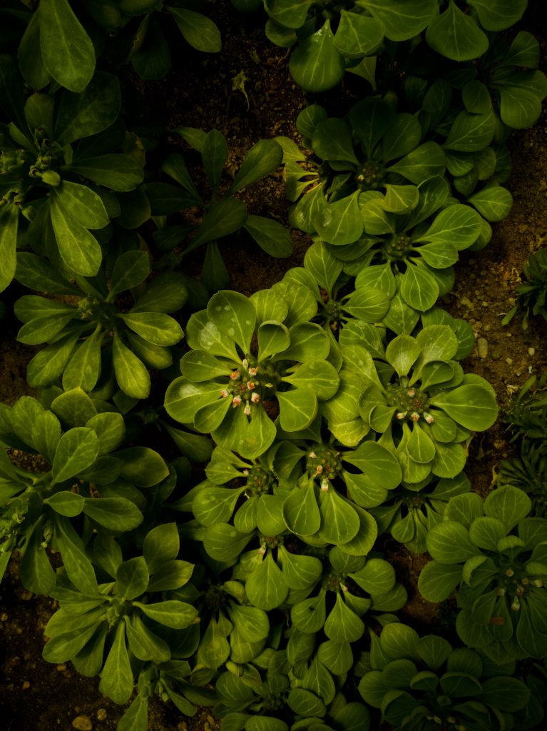 A growing plant - PixaHive