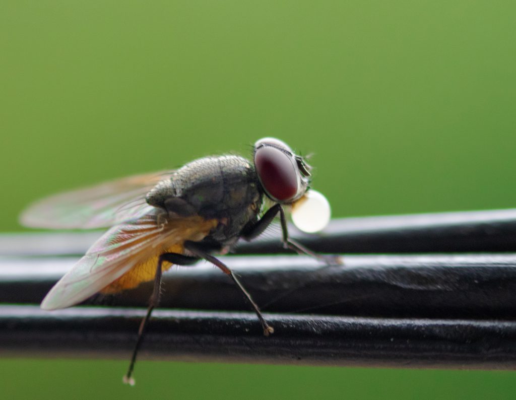 A housefly - PixaHive
