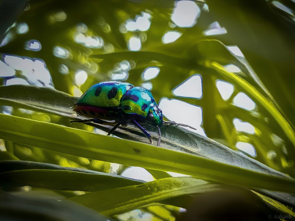 A ladybug on a leaf - PixaHive