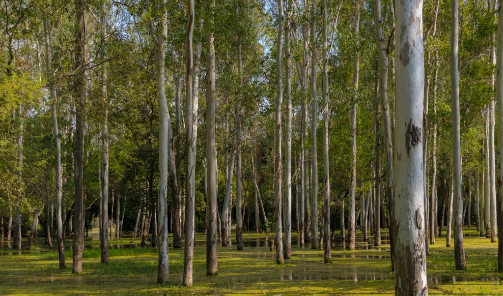 A lot of trees - PixaHive