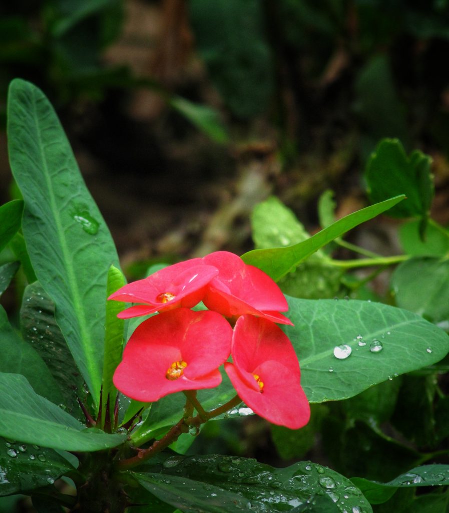 A red flower - PixaHive