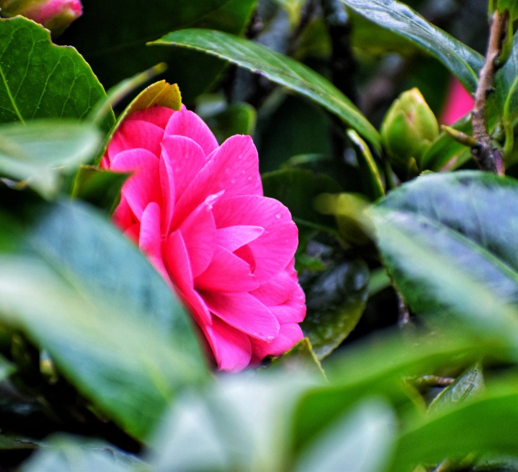 A red rose in leaves - PixaHive