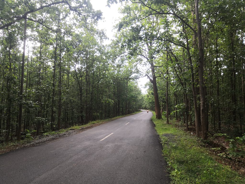 A road through a jungle - PixaHive