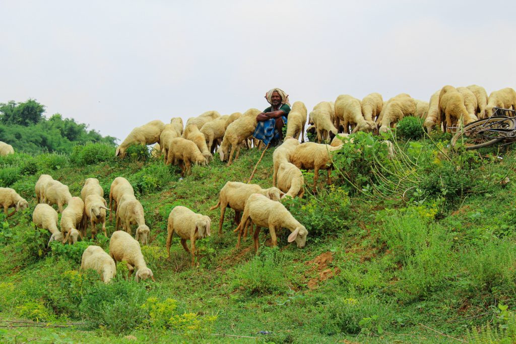 A shepherd with his sheep - PixaHive