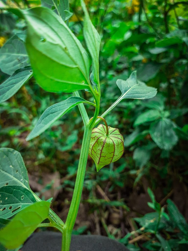 A small plant - PixaHive
