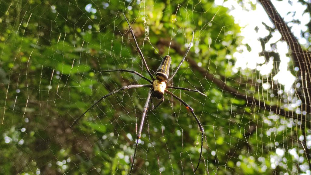 A spider in his net - PixaHive
