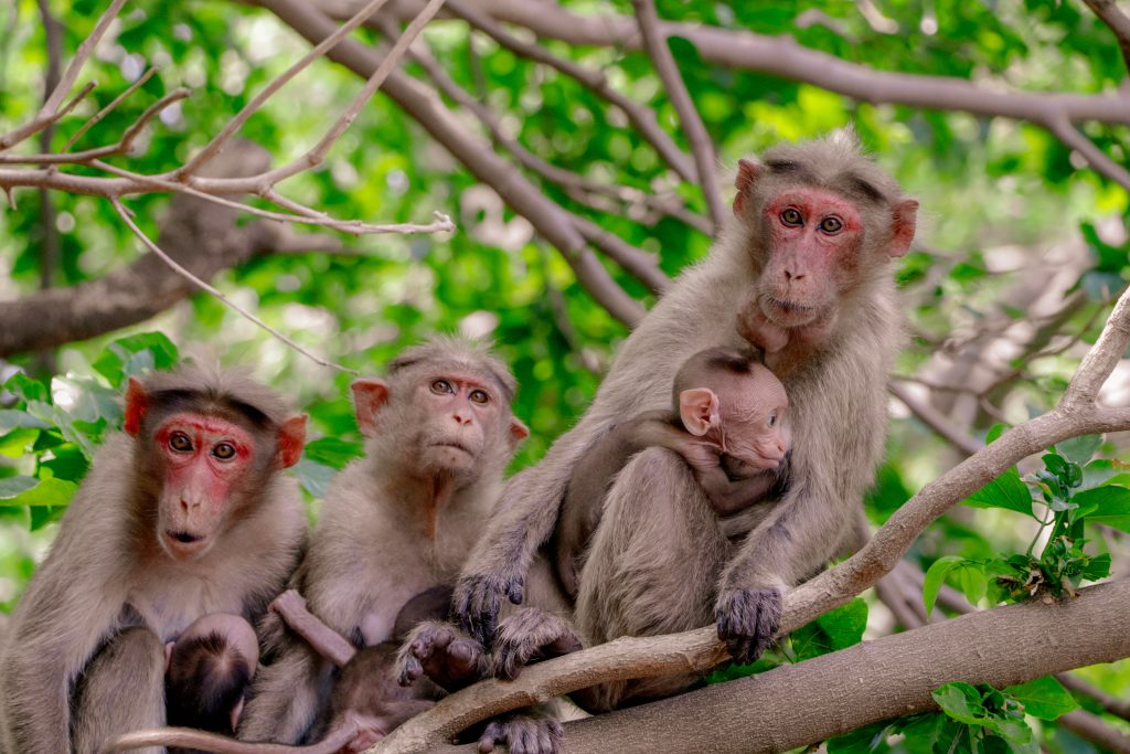 A troop of monkeys on a tree - PixaHive