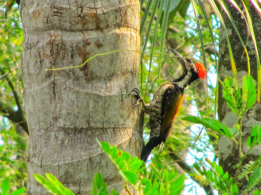 Pileated Woodpecker on a Tree - PixaHive