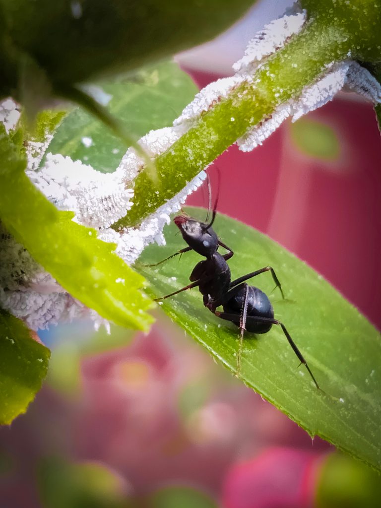 An ant on a leaf - PixaHive