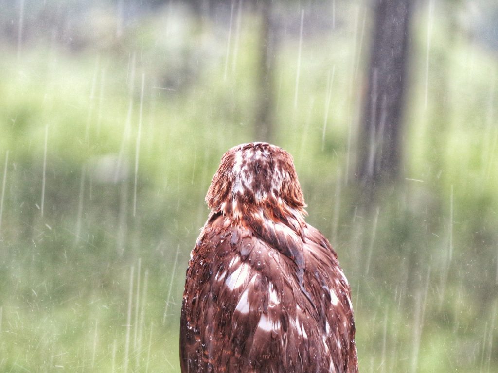 An owl in rain - PixaHive