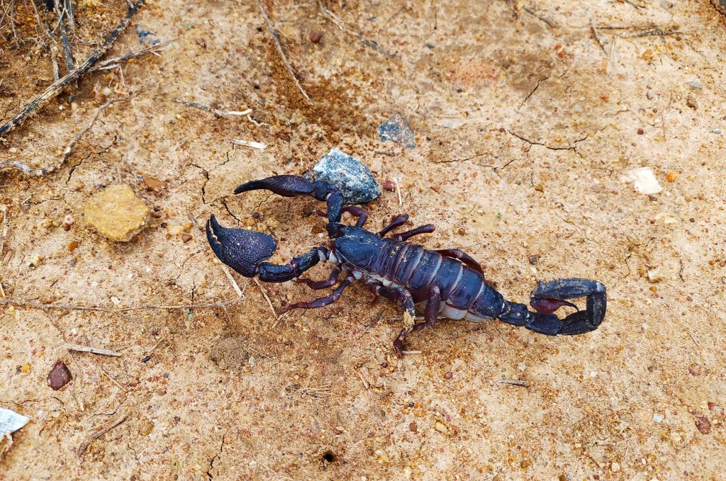 Angry Scorpion - Free Image by SAIF on PixaHive.com