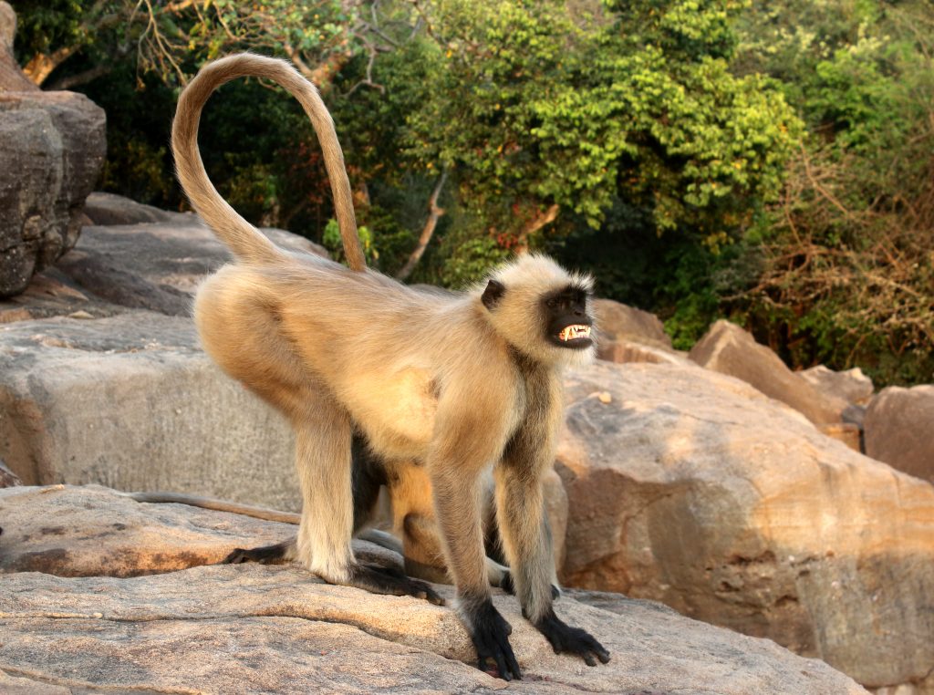 Angry monkey - PixaHive