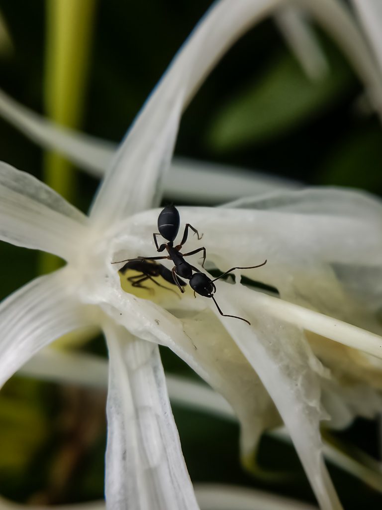 Ant walking in the flower - PixaHive