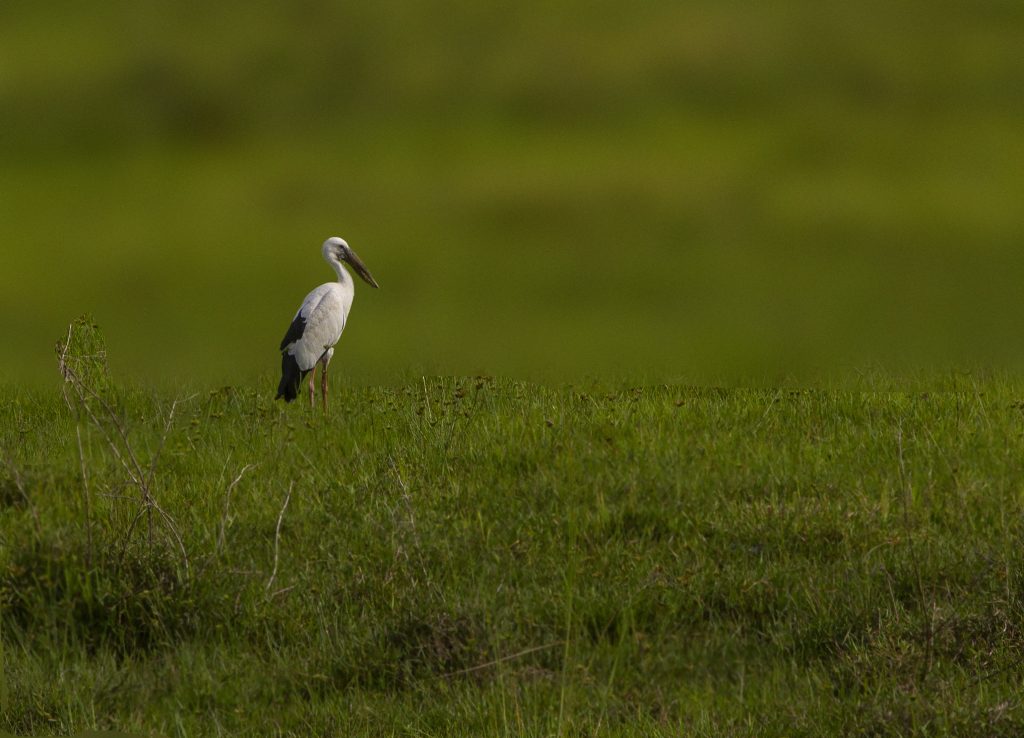 Asian open-bill - PixaHive