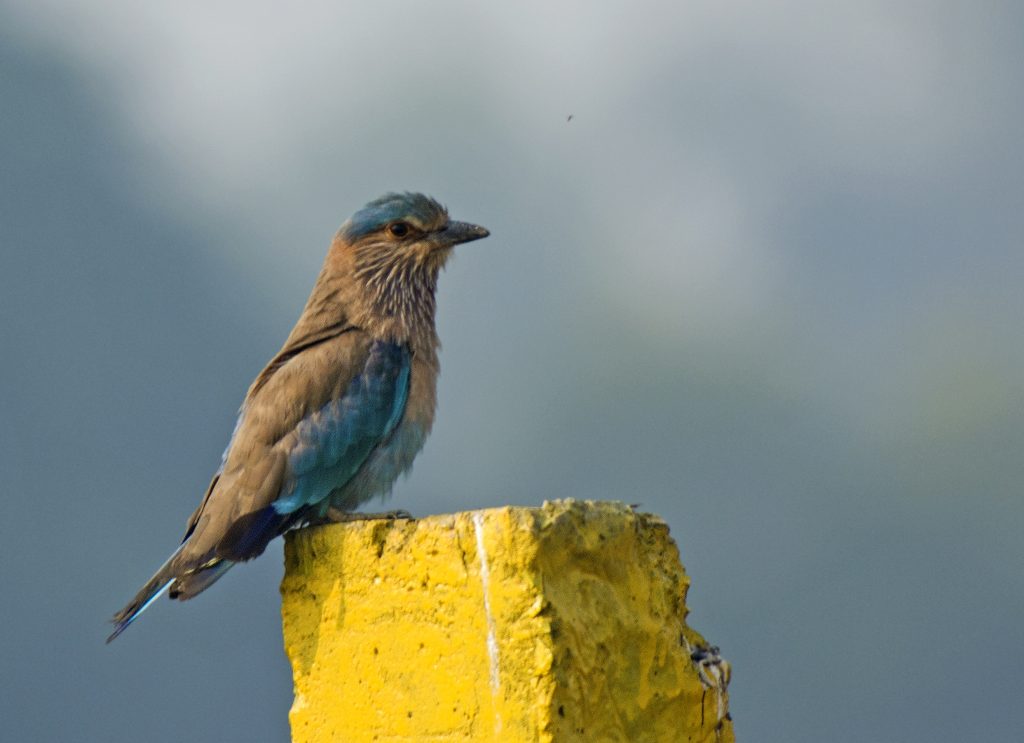 Avian Bird - PixaHive