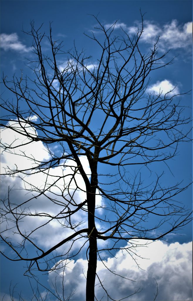 Bare tree with blue sky and white clouds background - PixaHive