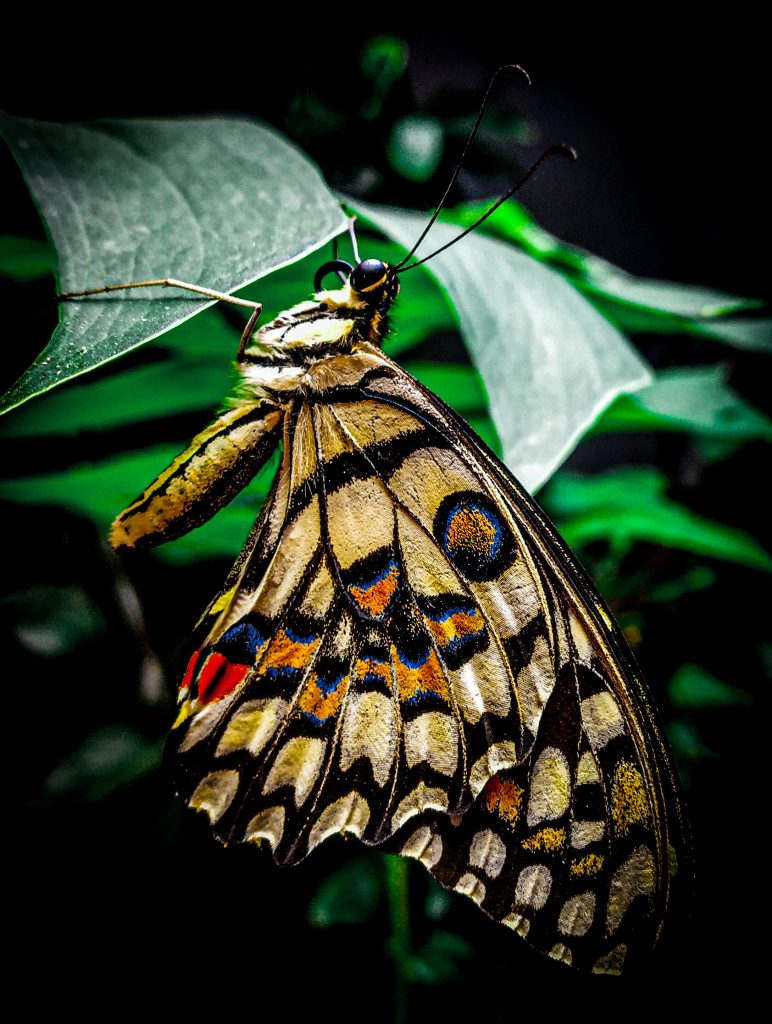 Beautiful Butterfly - PixaHive