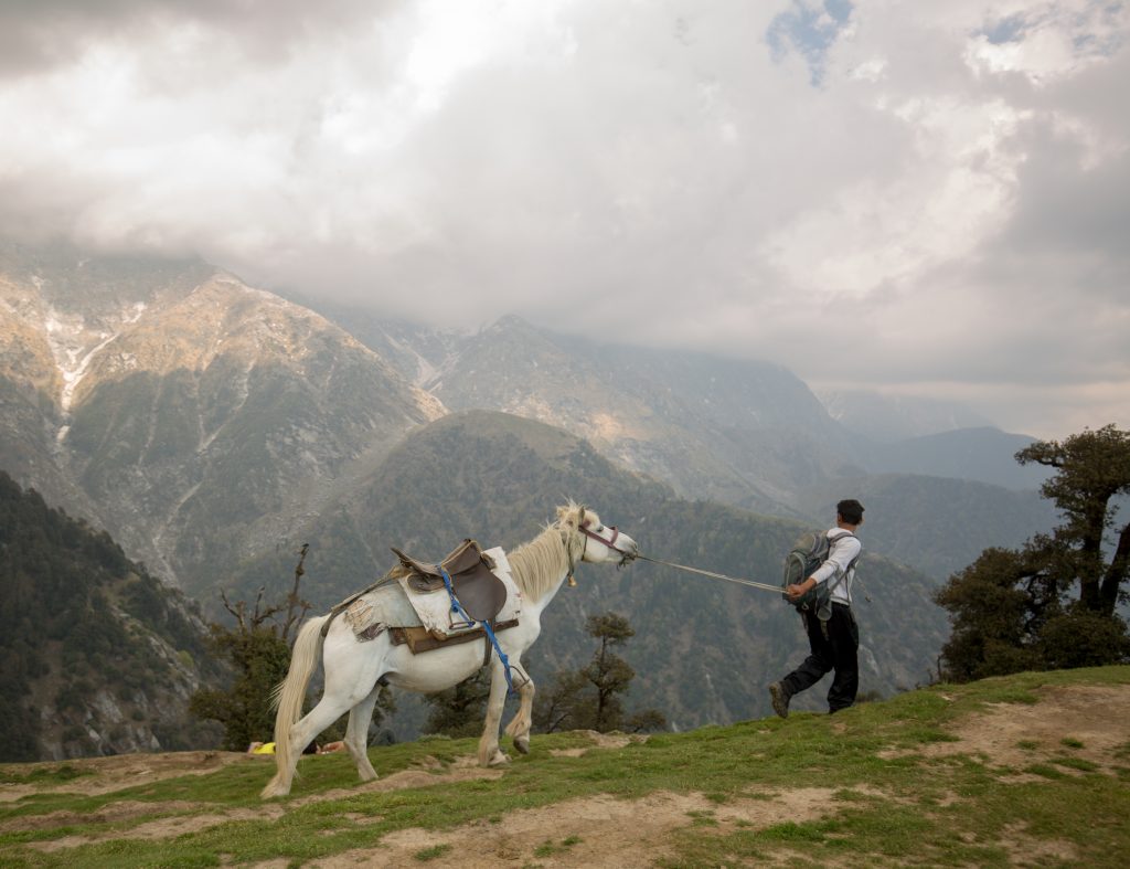 Beautiful Creature - PixaHive