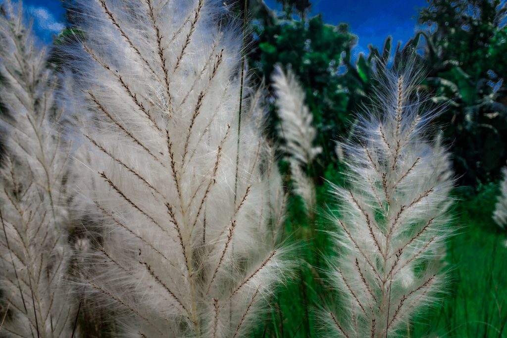 Beautiful Kash flowers - PixaHive