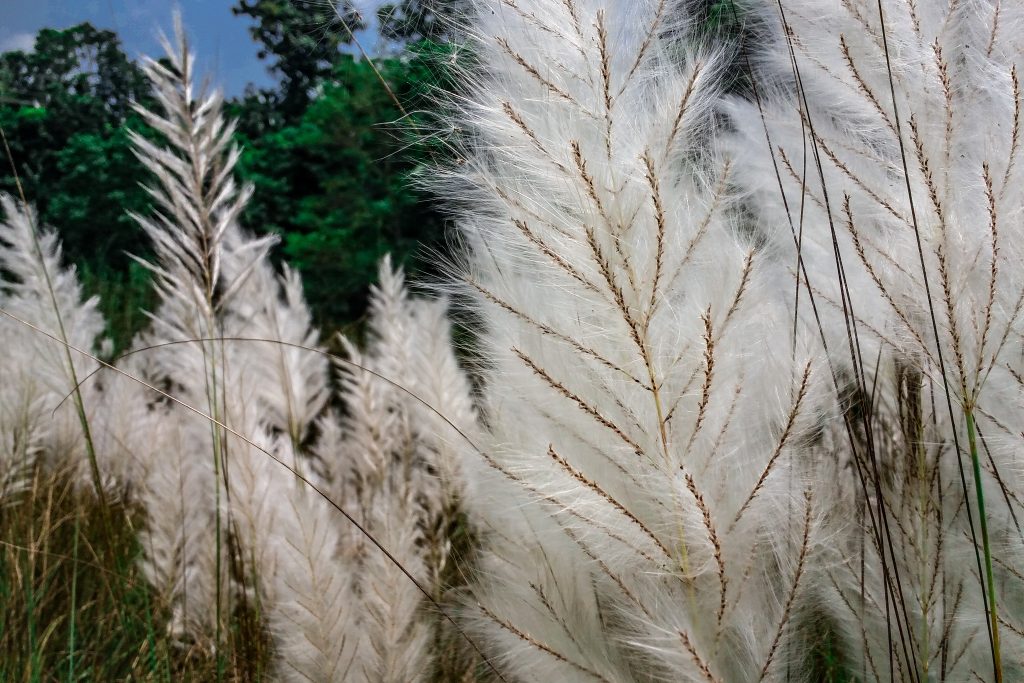Beautiful Kash flowers close-up shot - PixaHive