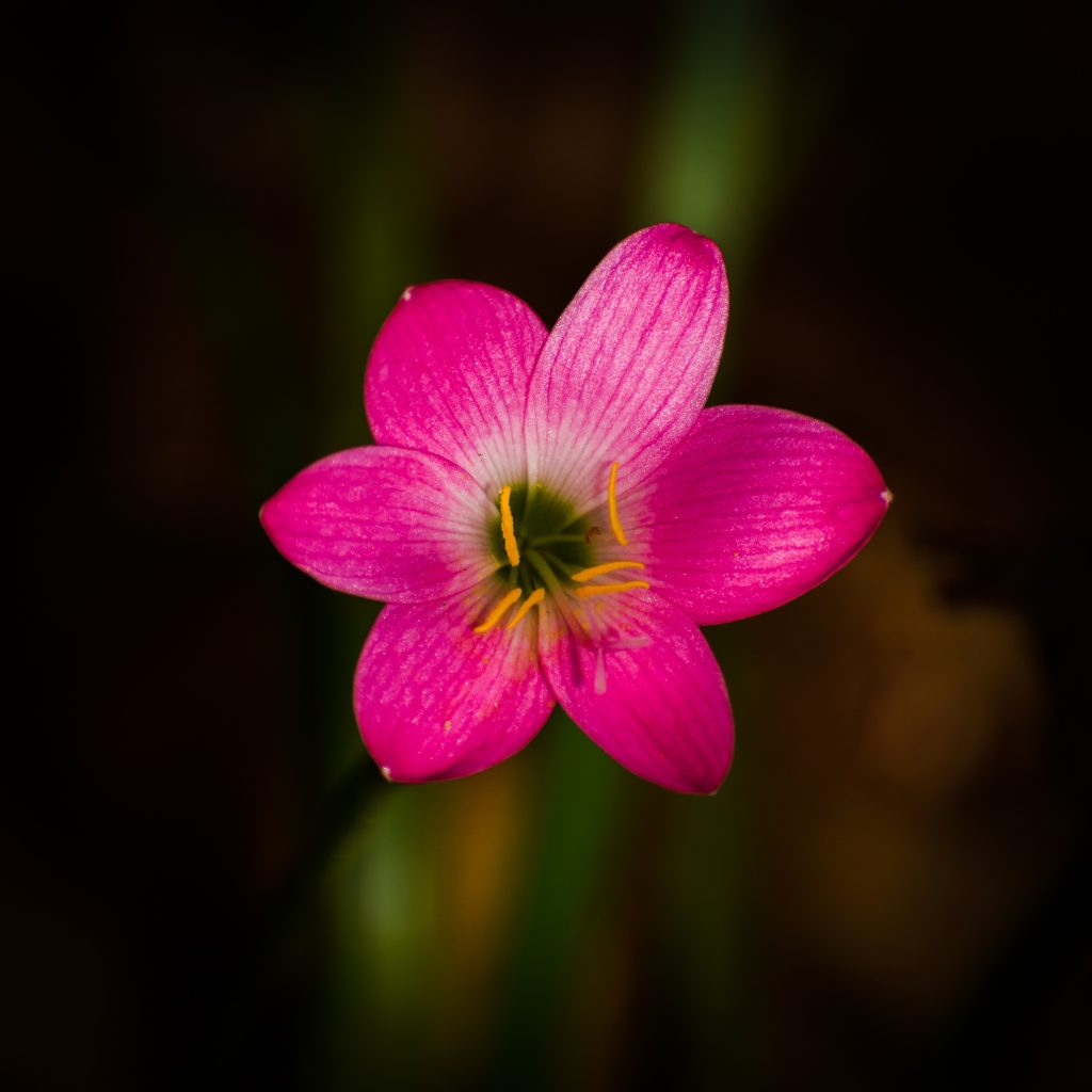 Beautiful Pink Flower - PixaHive