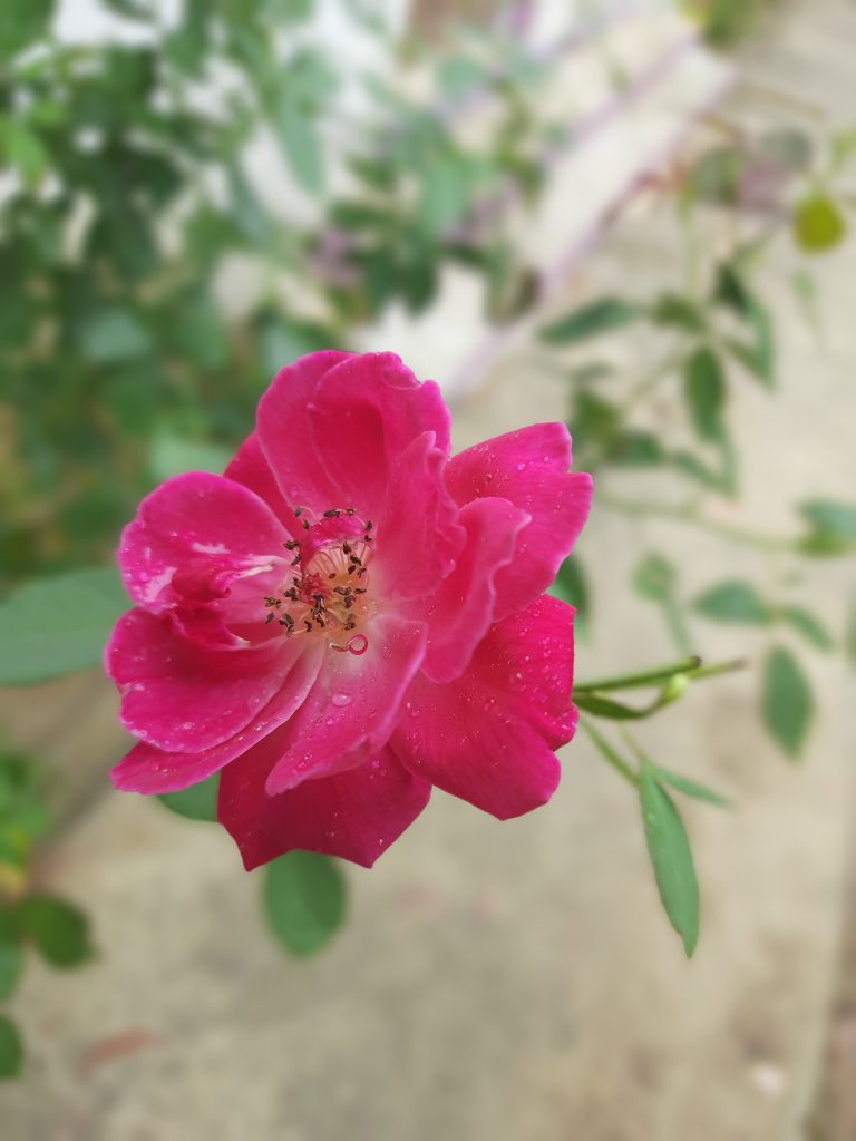 Beautiful rose with raindrops on its flower and leaves - PixaHive