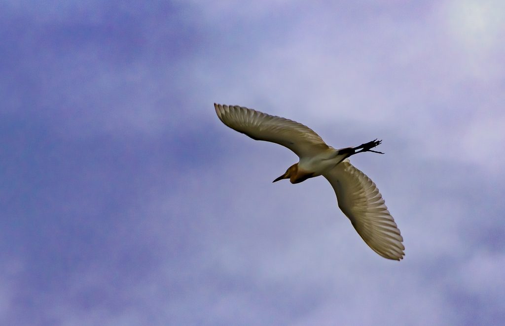 Bird Flying High in the Sky - PixaHive