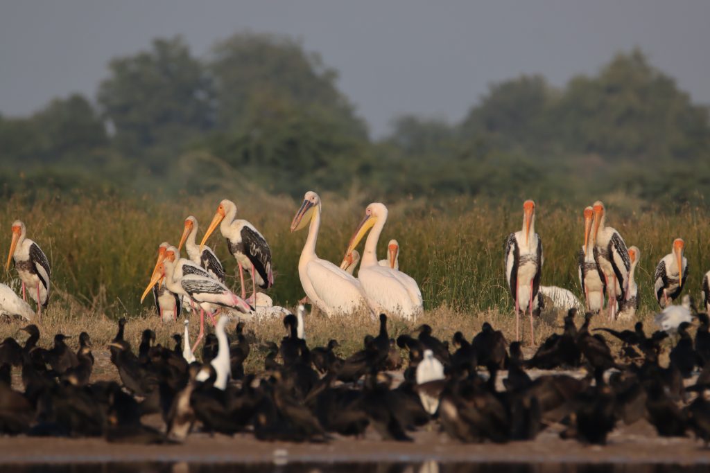 Bird colony - PixaHive