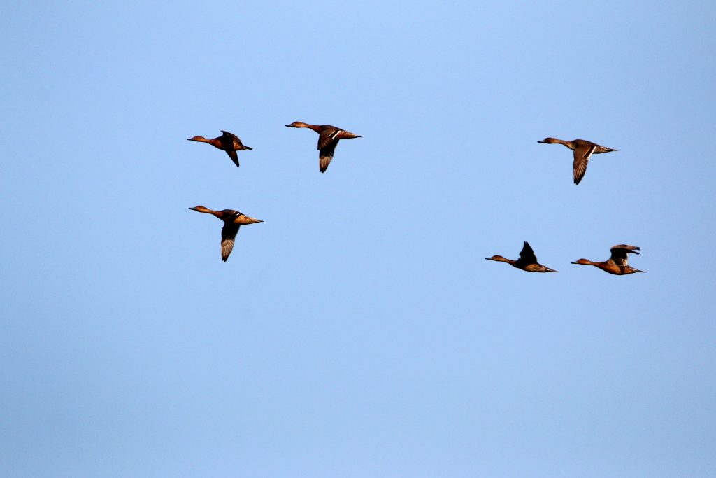 Birds in flight - PixaHive