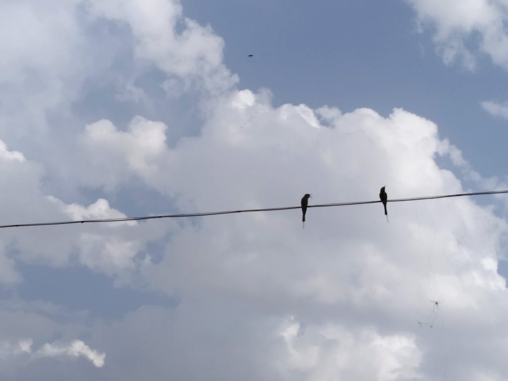 Birds on the Line - PixaHive