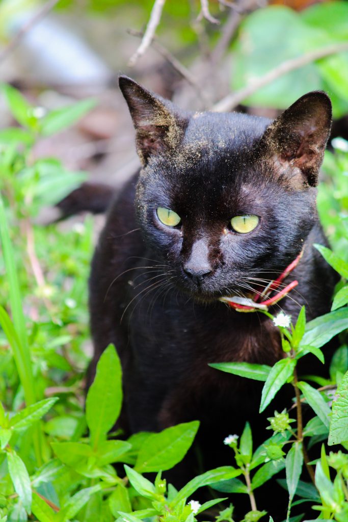 Black Cat Face on Focus - PixaHive