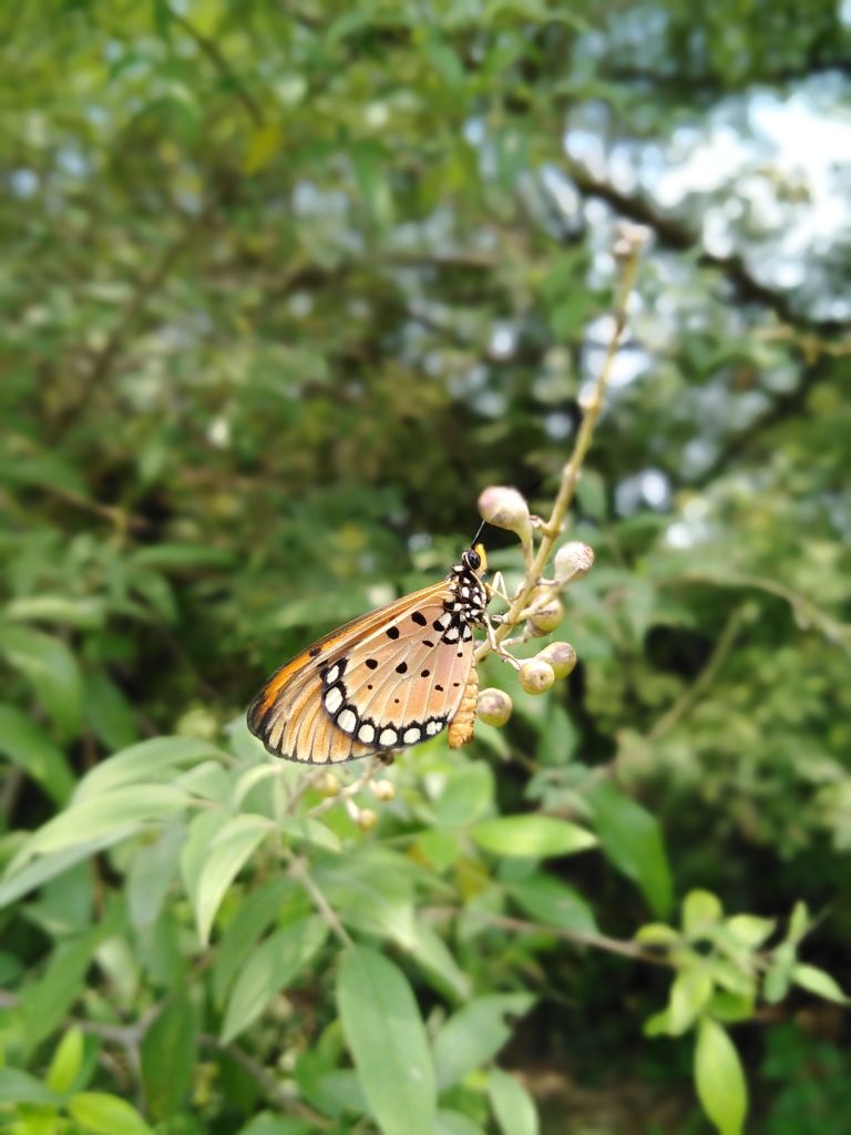 Black Spotted Butterfly - PixaHive