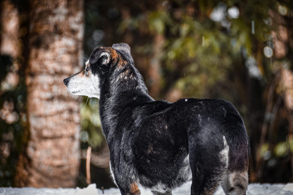 Black colored Dog - PixaHive