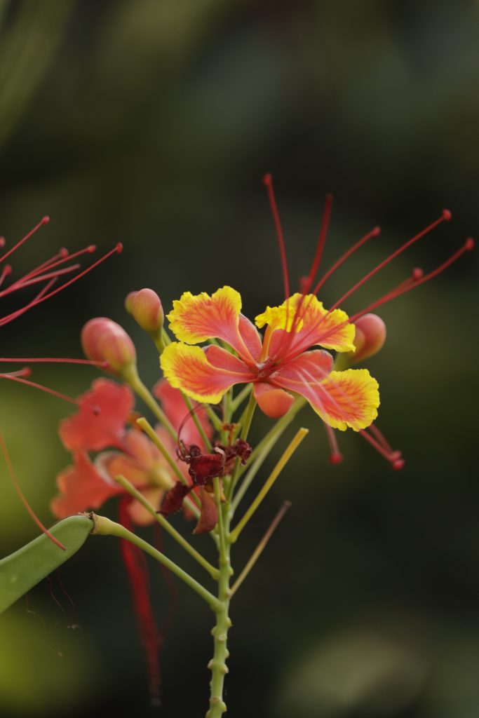 Blooming Caesalpinia flower - PixaHive