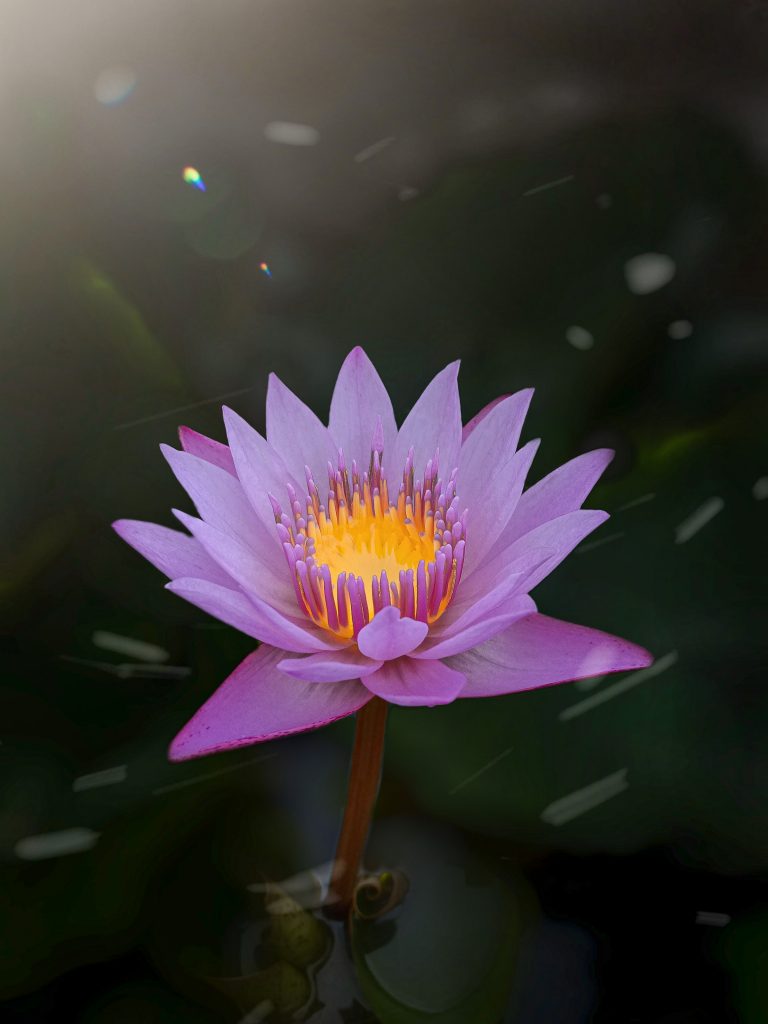 Blooming Lotus - PixaHive