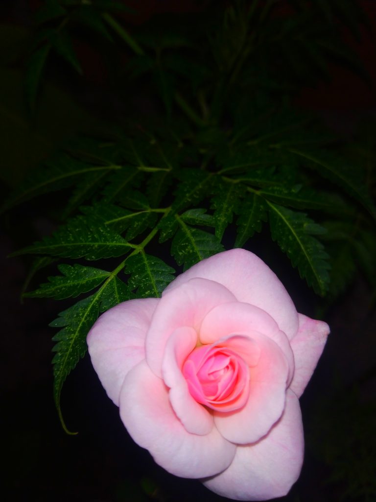 Blooming Pink Rose - PixaHive