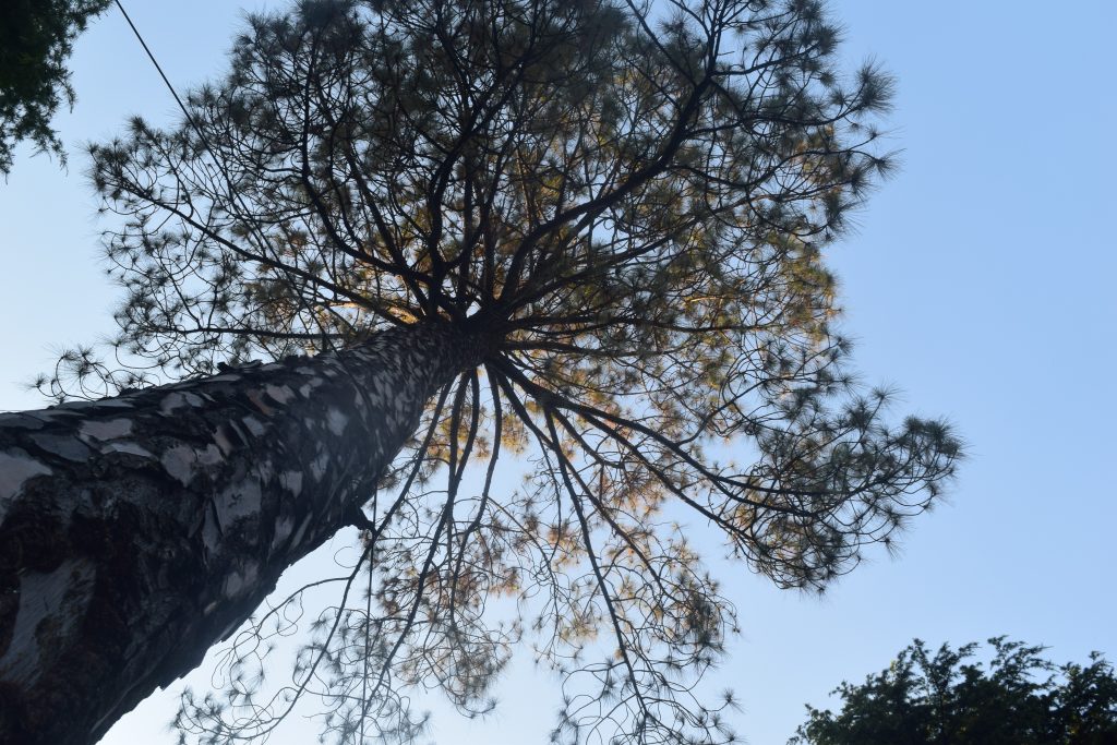 Bottom view of a colorful tree - PixaHive
