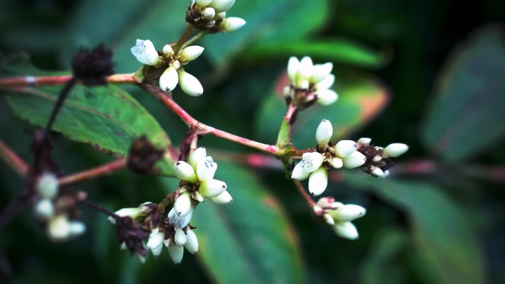 Buds in stem - PixaHive