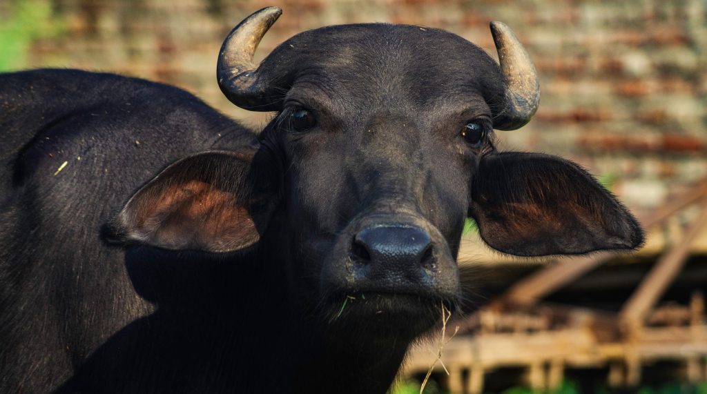 Buffalo close up - PixaHive