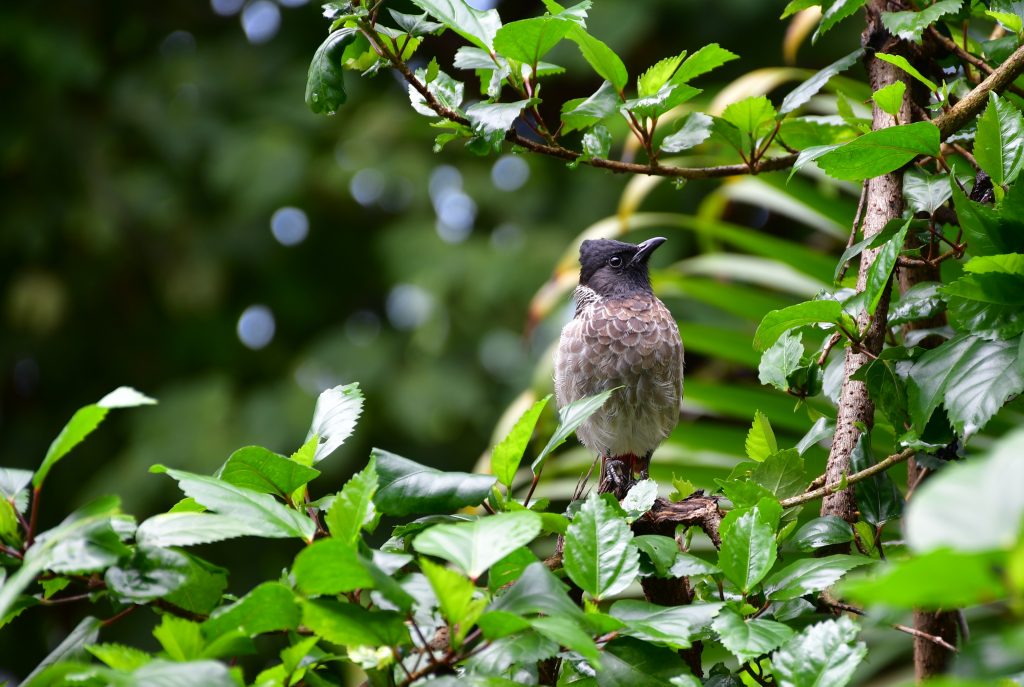 Bulbul Bird - PixaHive